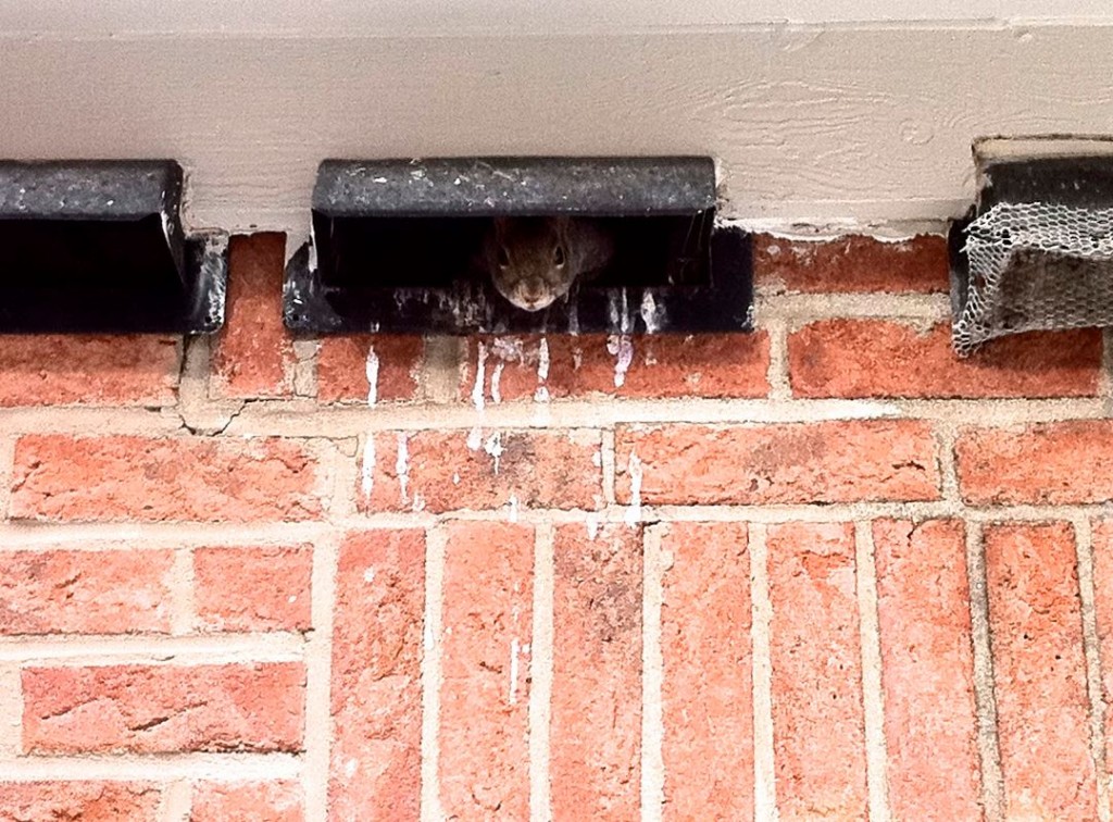 Diagnose Your Wildlife Problem | Animal Trackers Wildlife Company